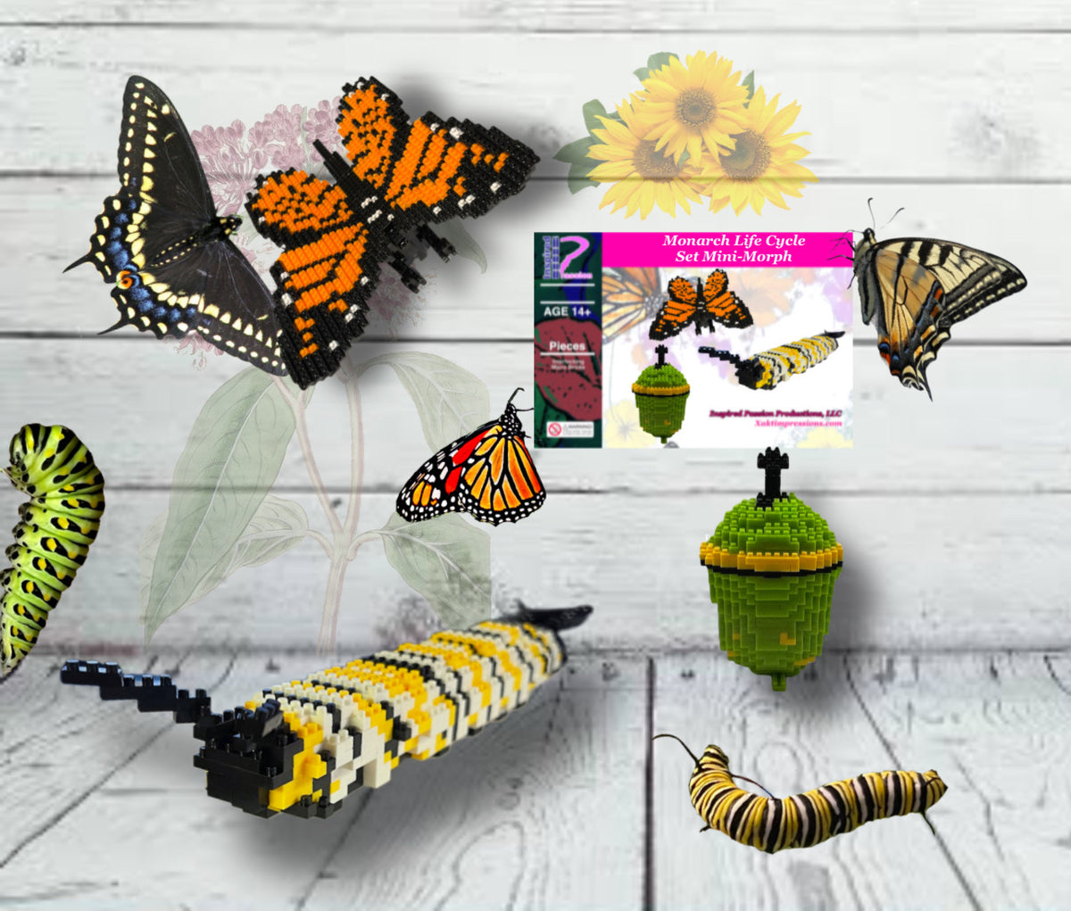 Monarch Life Cycle MiniMorph Set – Inspired Passion Productions