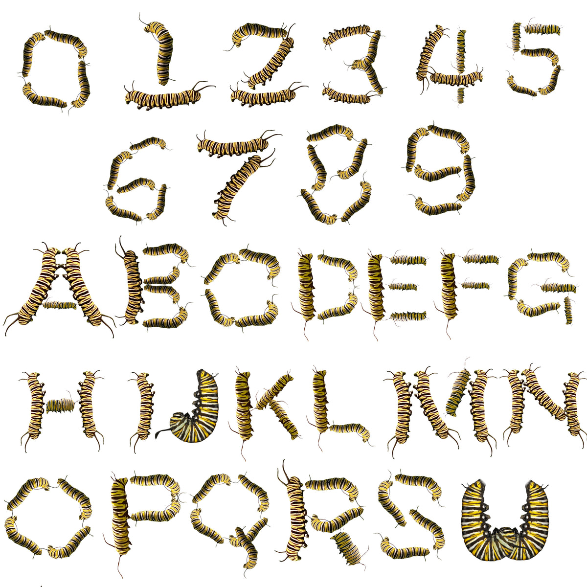 Monarch Caterpillar Font – Inspired Passion Productions